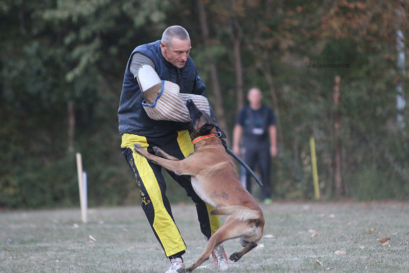 Belgian Tigers VDH - BSD - FCI - ADRK Rottweiler und Malinoiszucht - Home