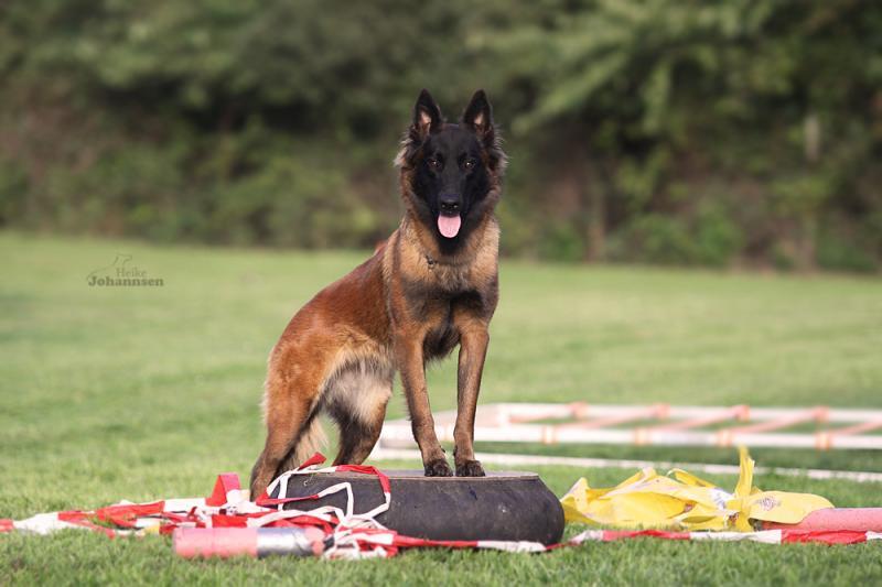 Belgian Tigers VDH - BSD - FCI - ADRK Rottweiler und Malinoiszucht ...